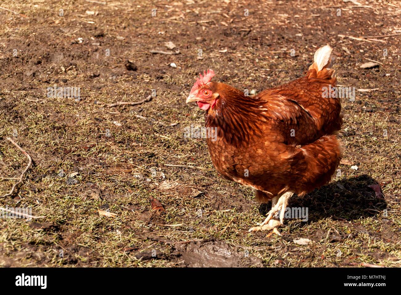 Home breeding of hens. Life on a small farm. Ecological agriculture ...