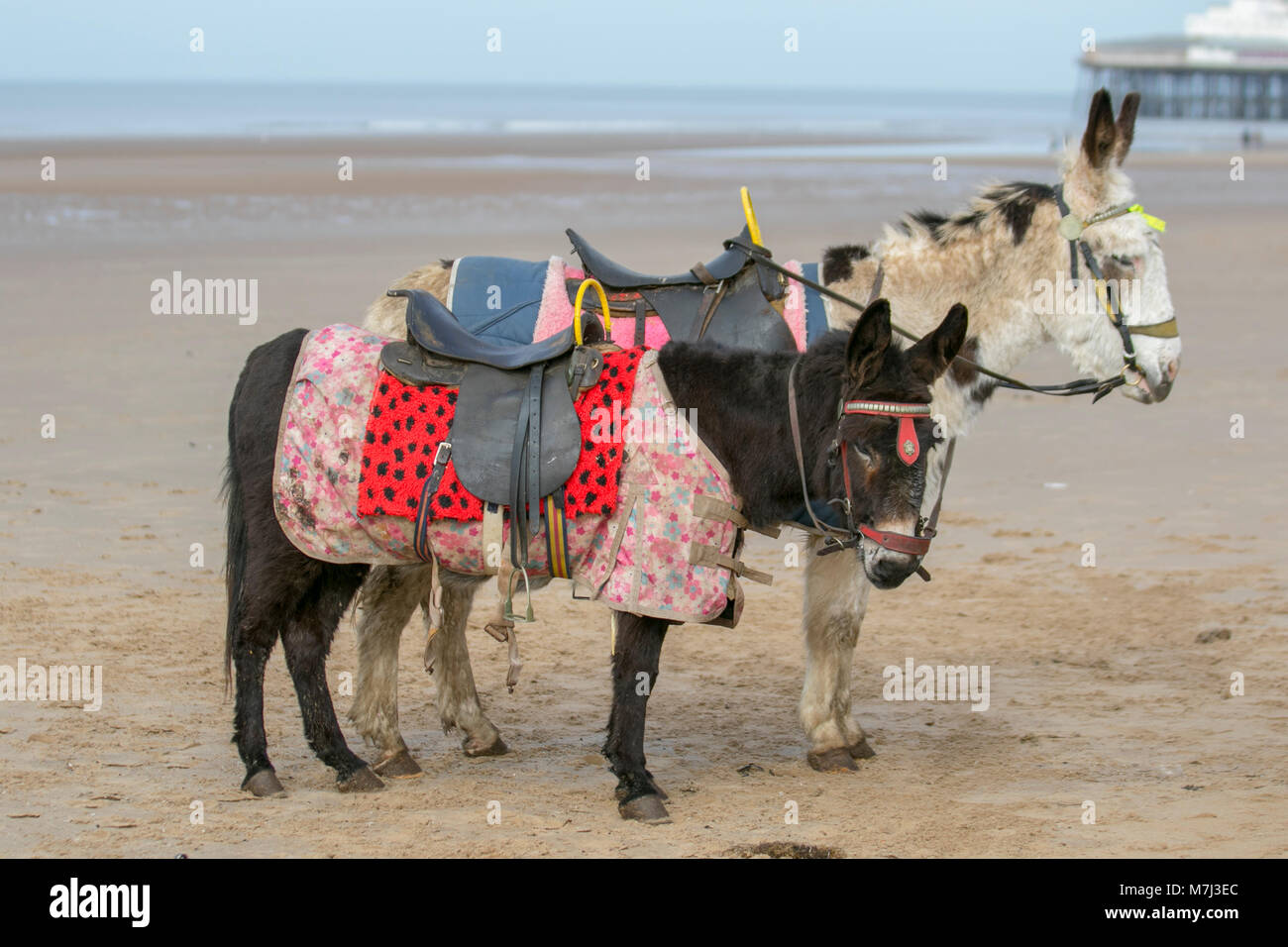 Donkeys donkey rides blackpool beach seaside sand resort coast coast hi ...