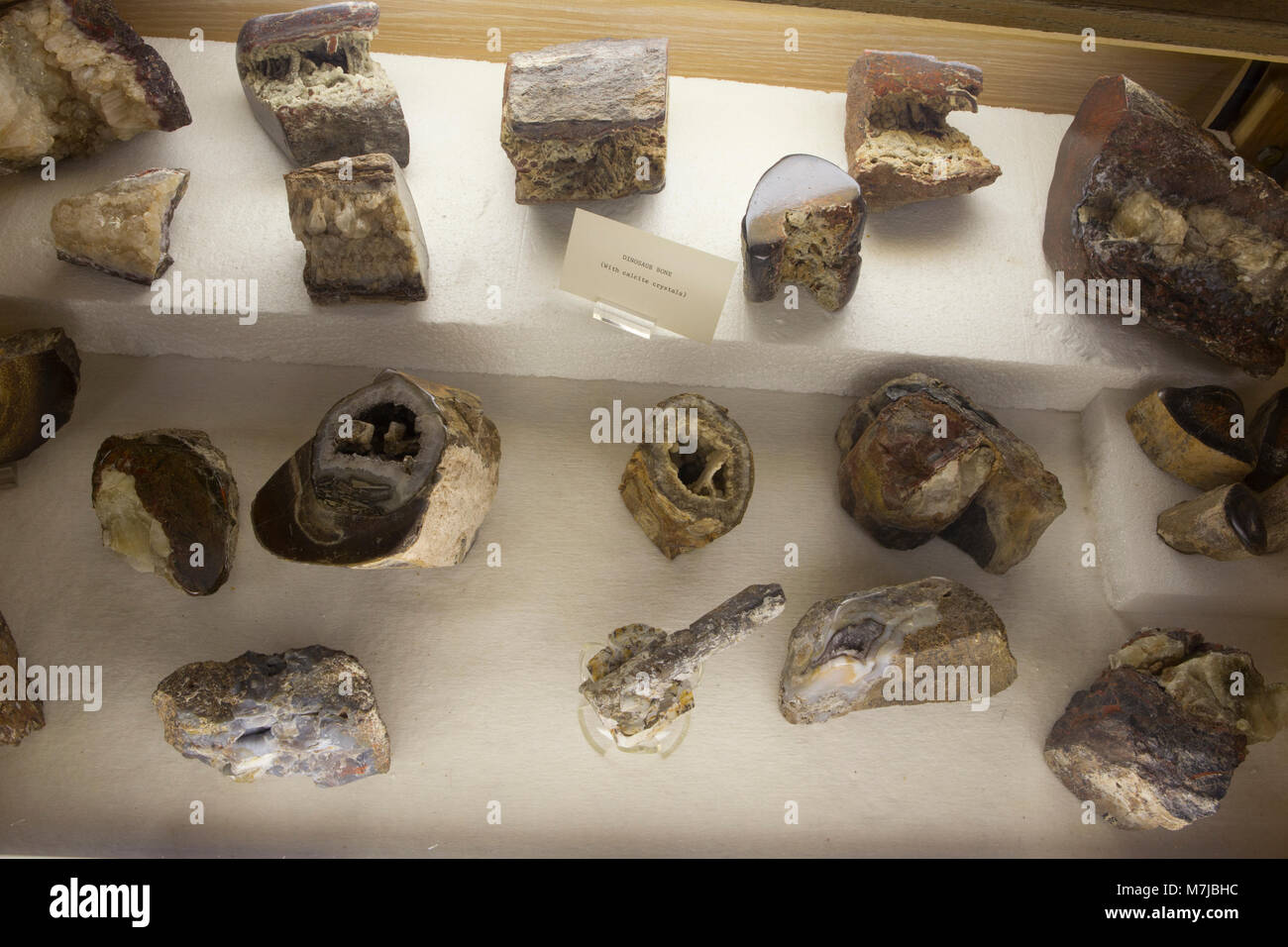Intriguing patterns in cut and polished dinosaur bone. Collecting is ...
