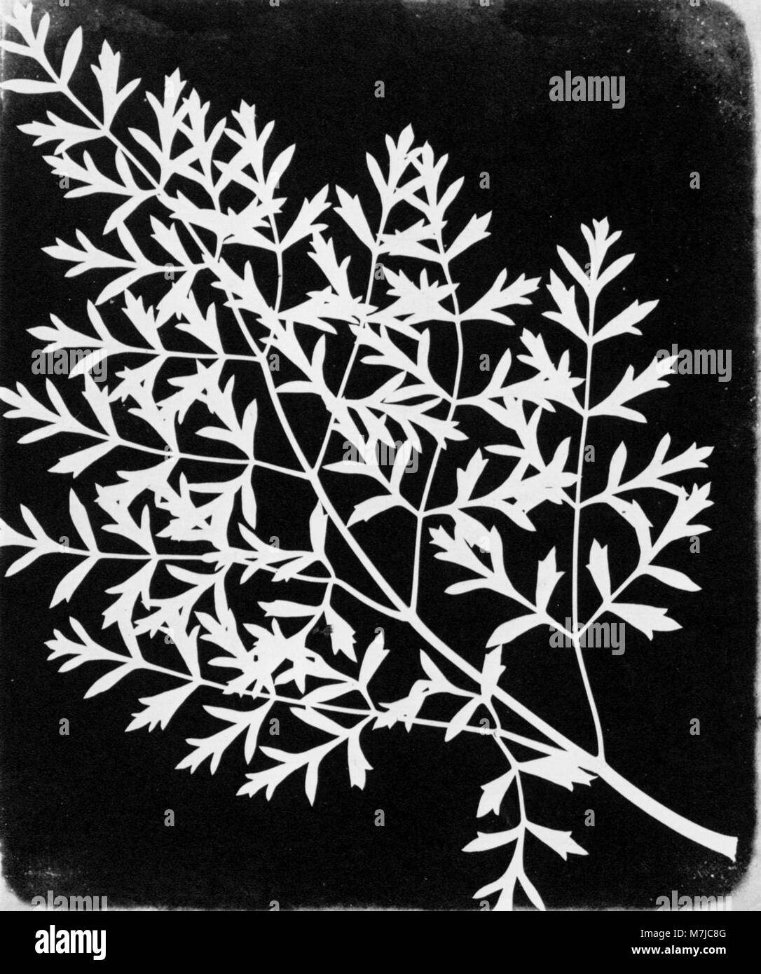 William henry fox talbot calotype Black and White Stock Photos & Images ...