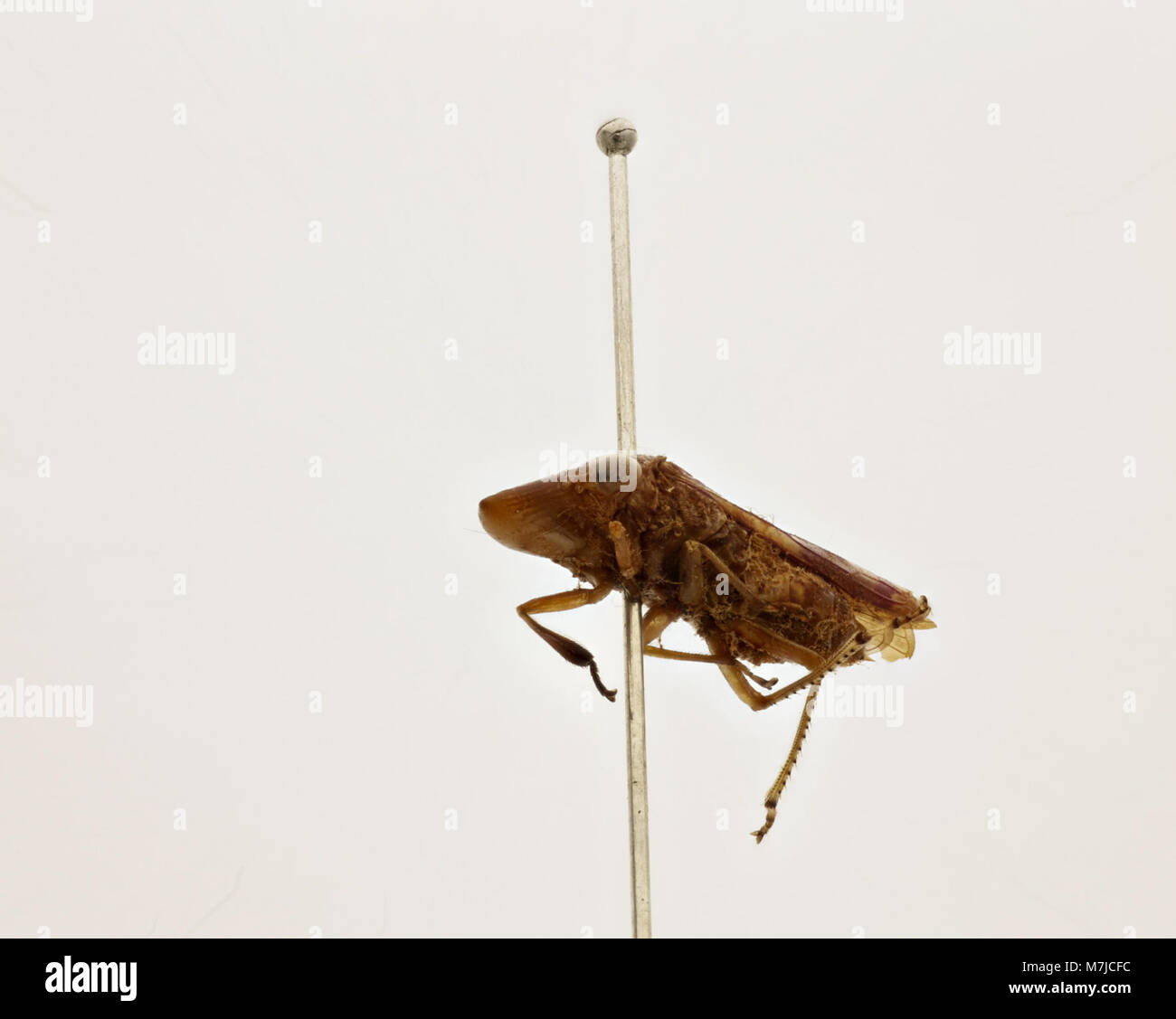 An image of Tettigonia ichthyocephala, a species of grasshopper with a ...