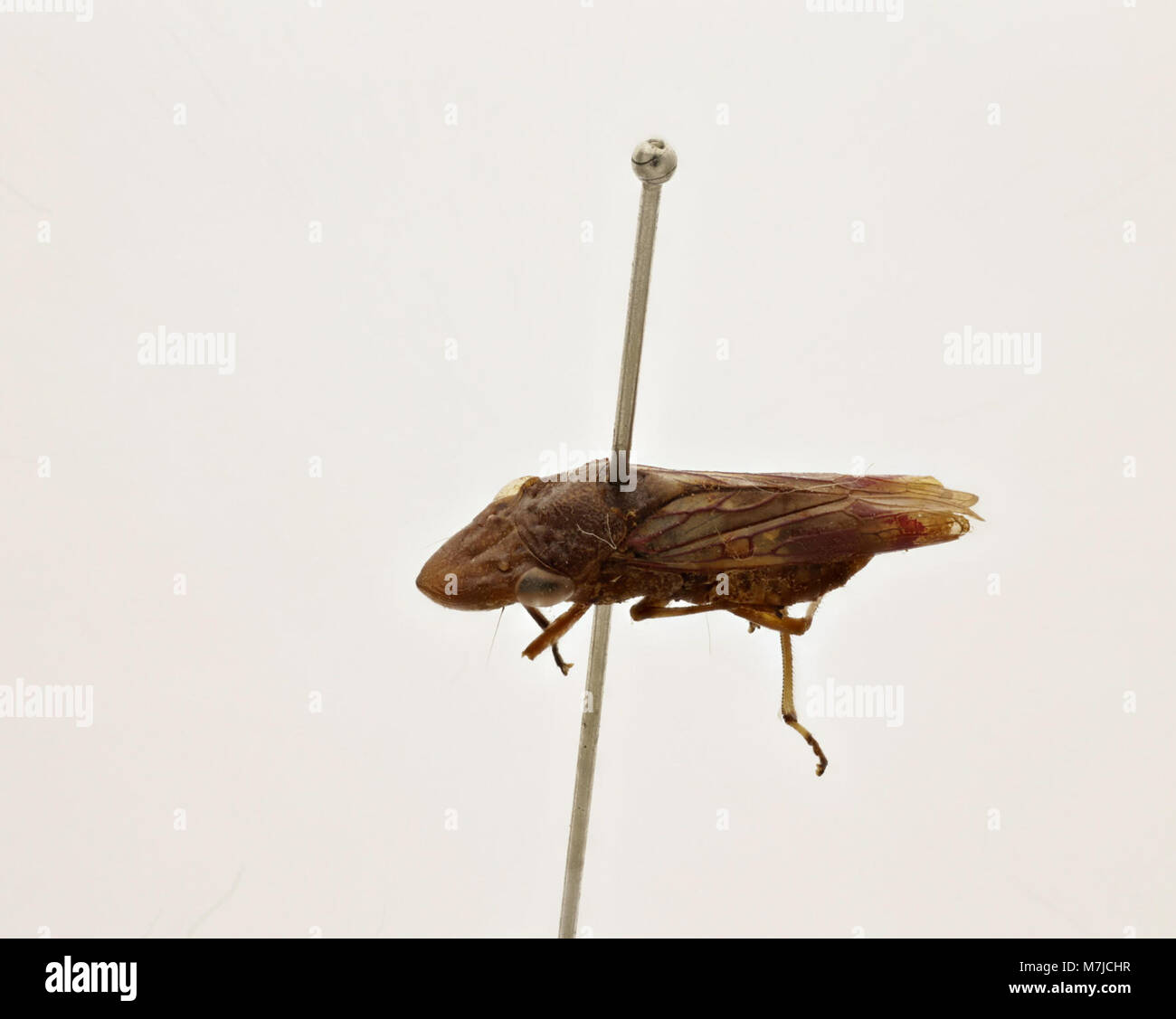 Tettigonia ichthyocephala, commonly known as the Mediterranean katydid ...