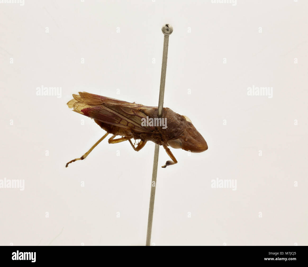 An illustration or scientific depiction of Tettigonia ichthyocephala, a ...