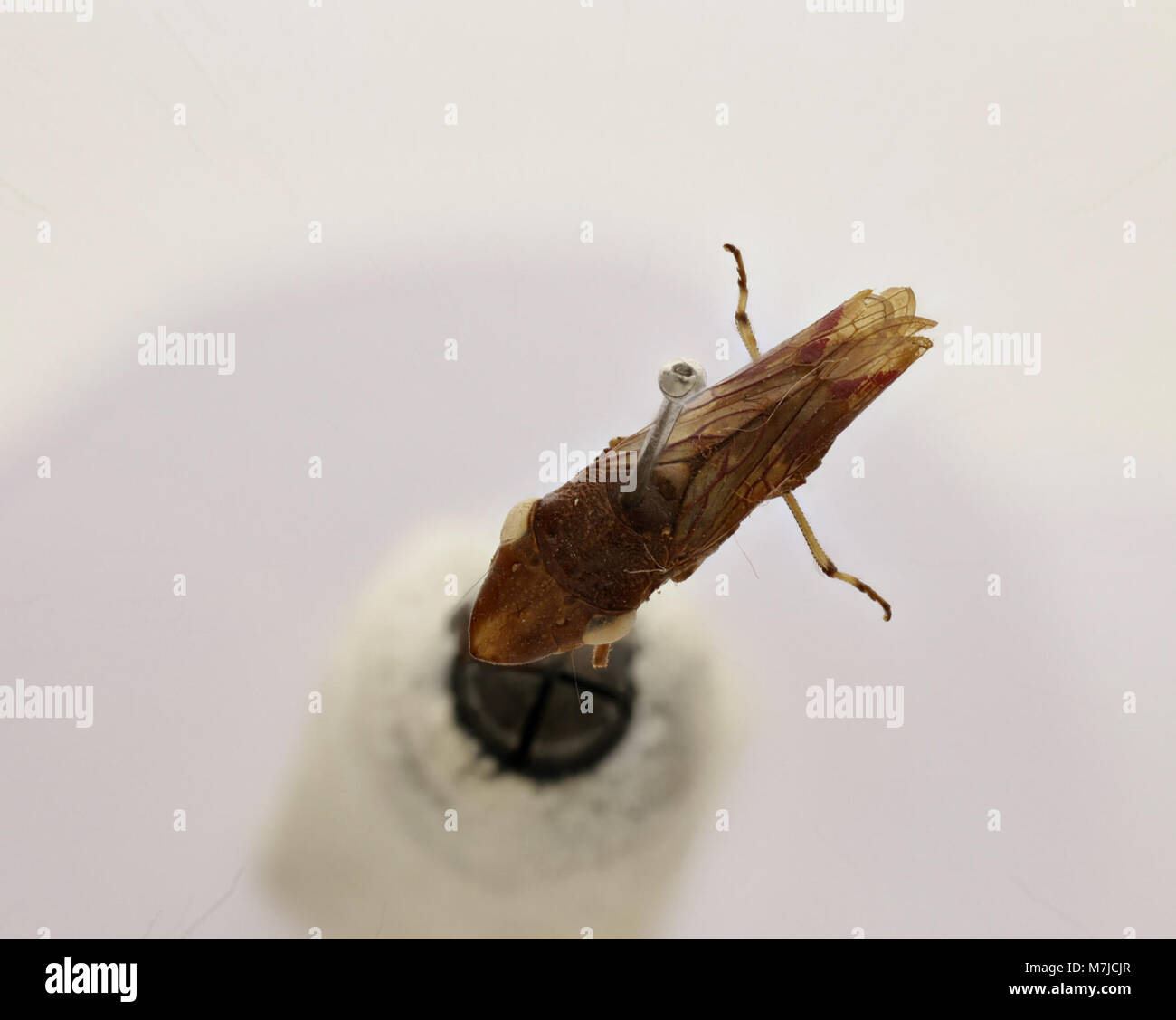 Tettigonia ichthyocephala, commonly known as a type of bush-cricket, is ...