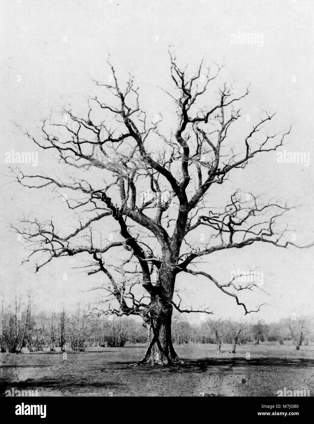 The old dessauer hi-res stock photography and images - Alamy