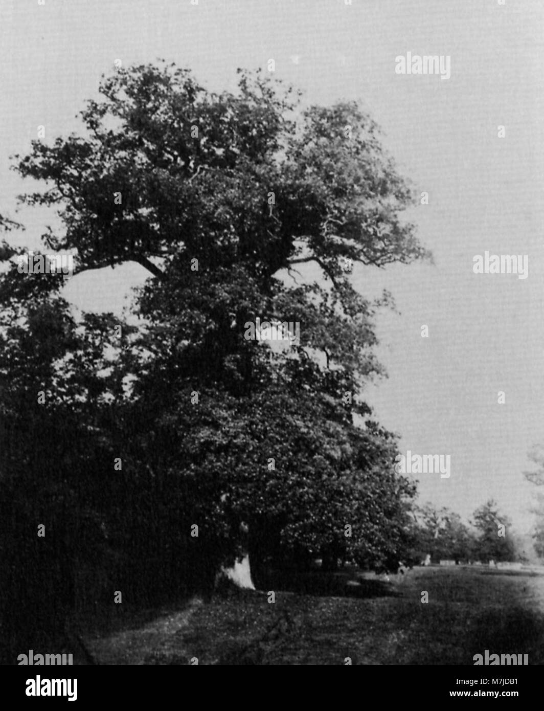 A photograph by Gerd Völkerling of the Dessauer Eichen Nr. 135. The ...