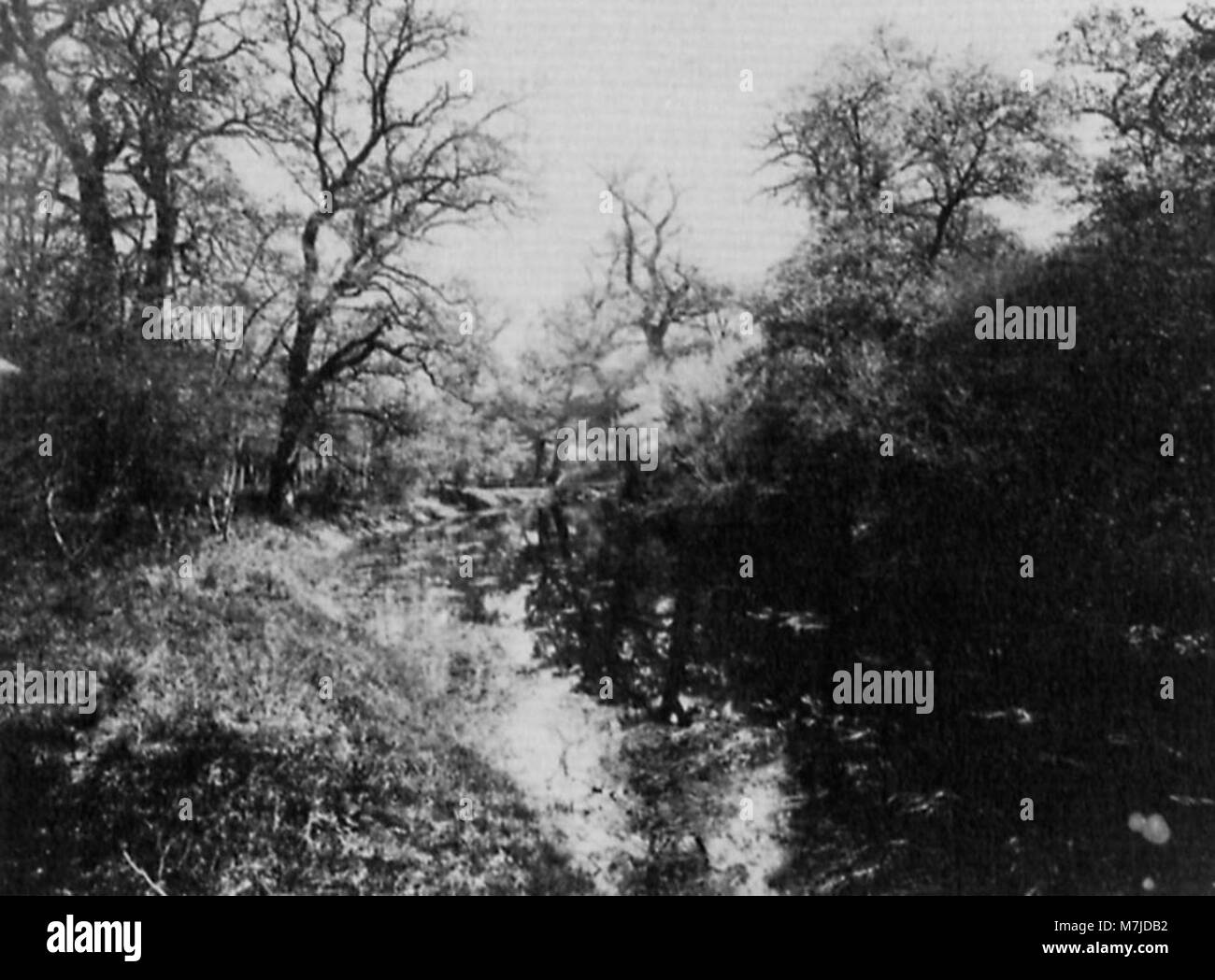 A photograph by Gerd Völkerling showing the Dessauer Eichen Nr. 208, an ...