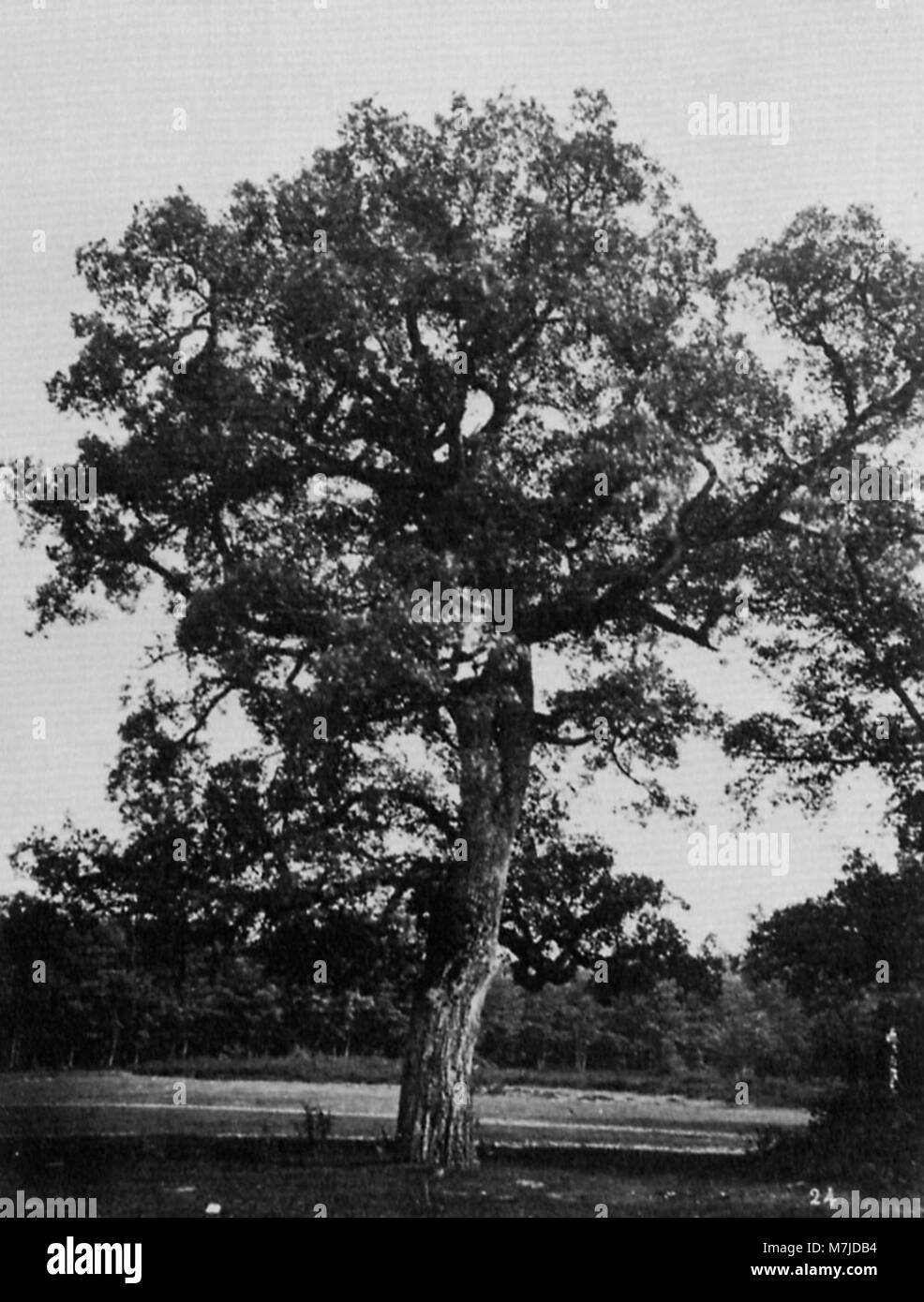 The old dessauer hi-res stock photography and images - Alamy