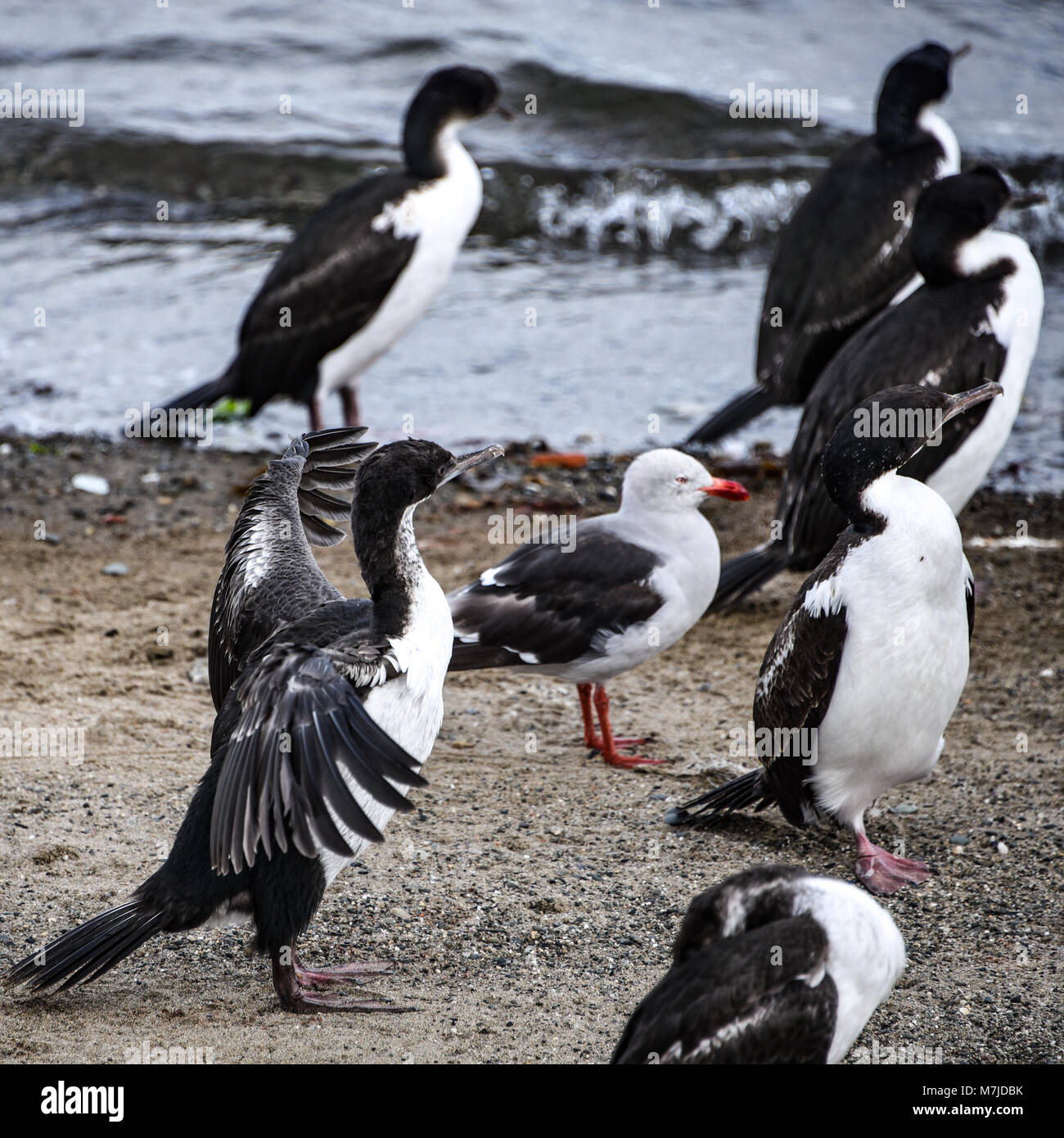 Flocks of Cormorants and Seagulls on the beach in Punta Arenas, Chile ...