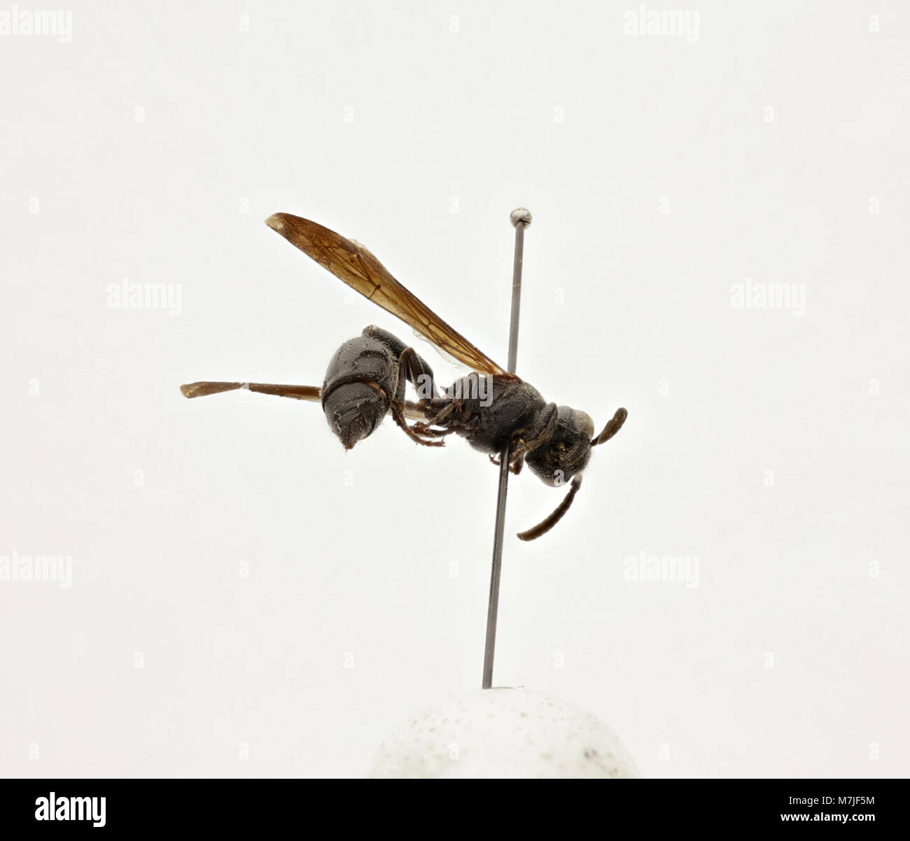 An image depicting Zethus indicus, a species of wasp, emphasizing its ...