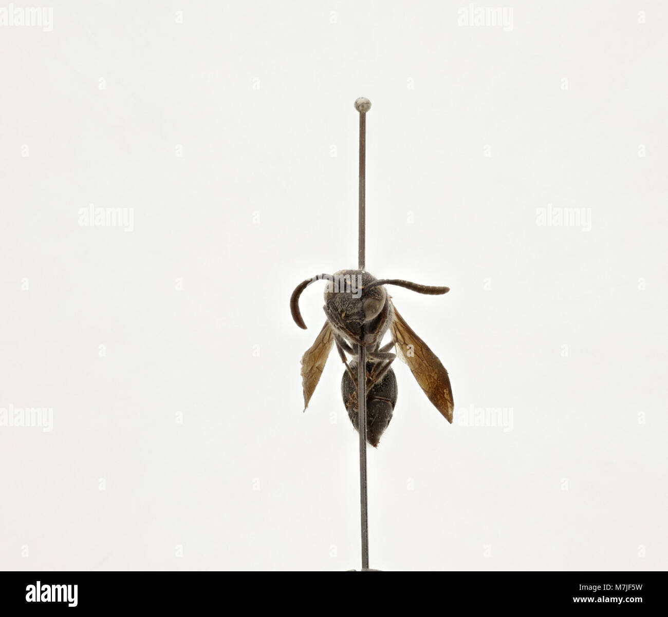 An illustration of Zethus indicus, a species of hornet known for its ...