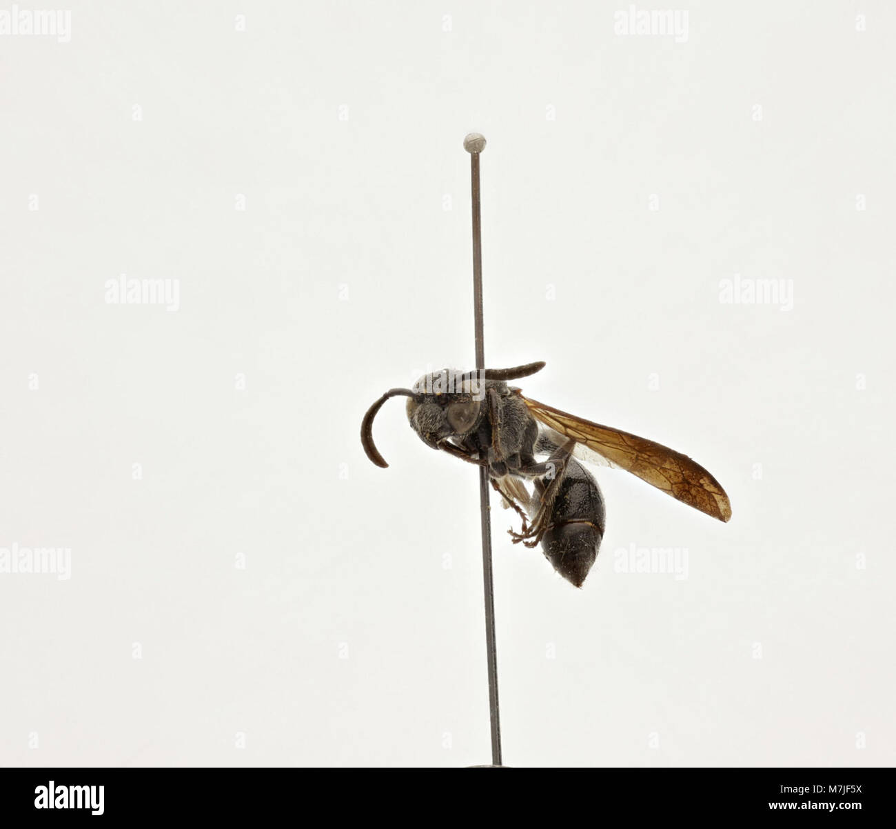 A detailed image of the species Zethus indicus, a type of insect in the ...