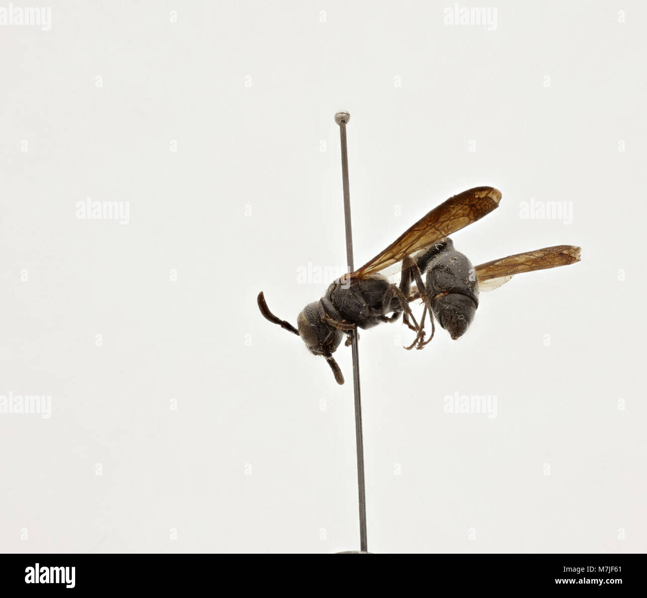 An image of Zethus indicus, a species of wasp, showcasing its physical ...
