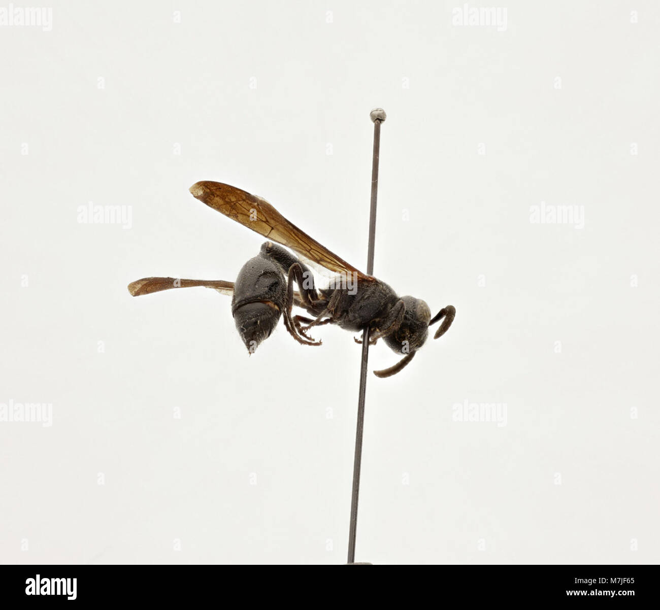 A scientific illustration of *Zethus indicus*, a species of wasp ...