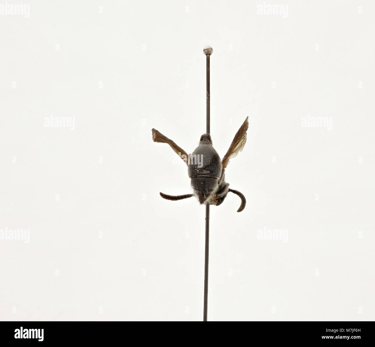 An image of Zethus indicus, a species of wasp, captured as part of the ...