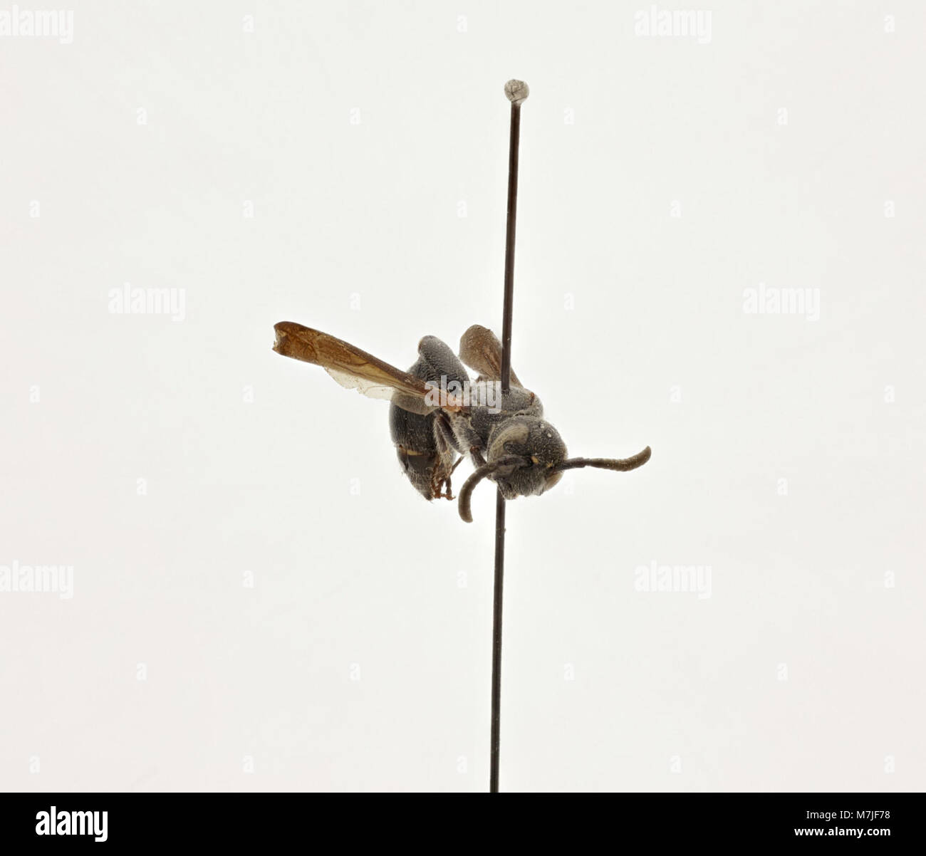 A scientific illustration of Zethus indicus, a species of wasp in the ...