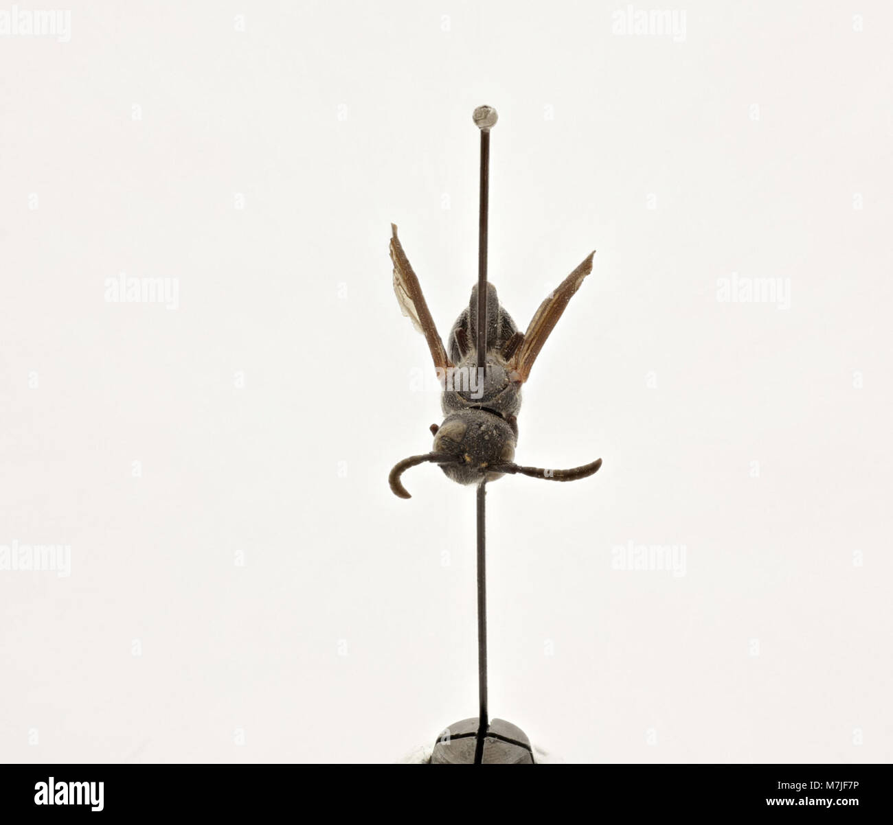 An image of Zethus indicus, a species of wasp known for its distinctive ...