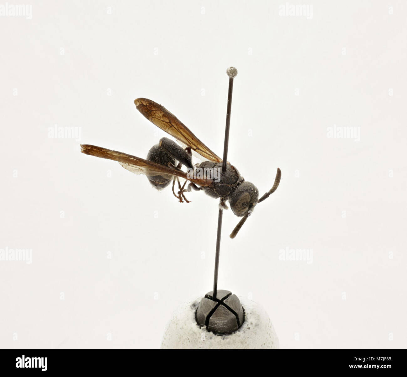 An image of Zethus indicus, a species of wasp from the family ...