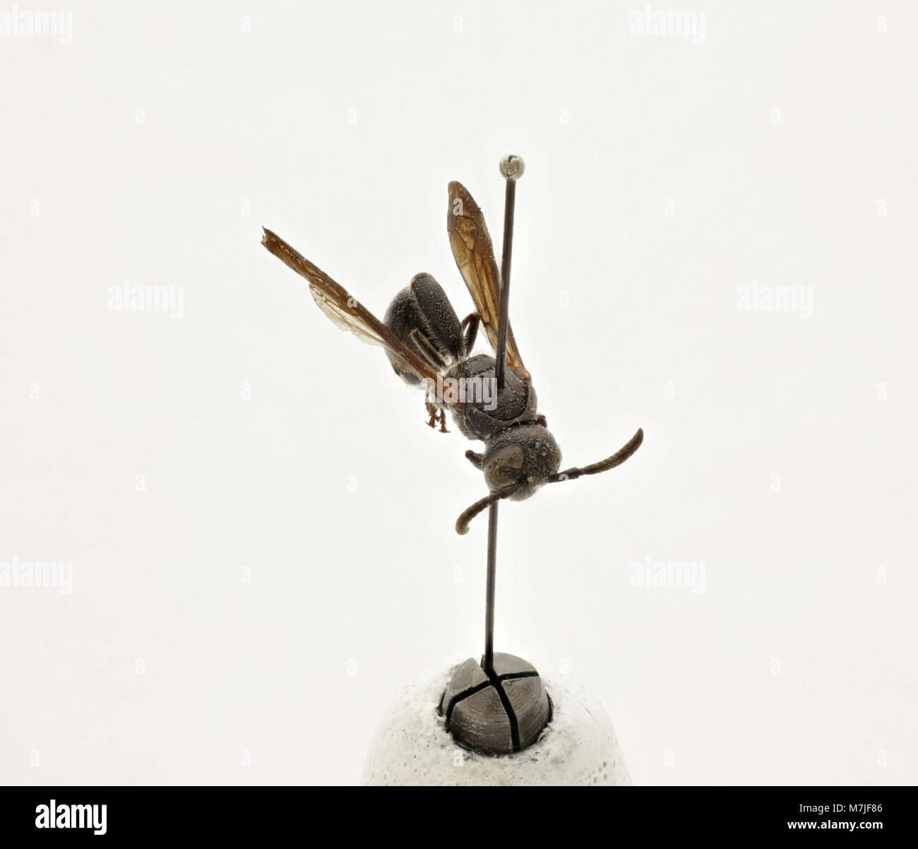 An image of Zethus indicus, a species of wasp, demonstrating its ...