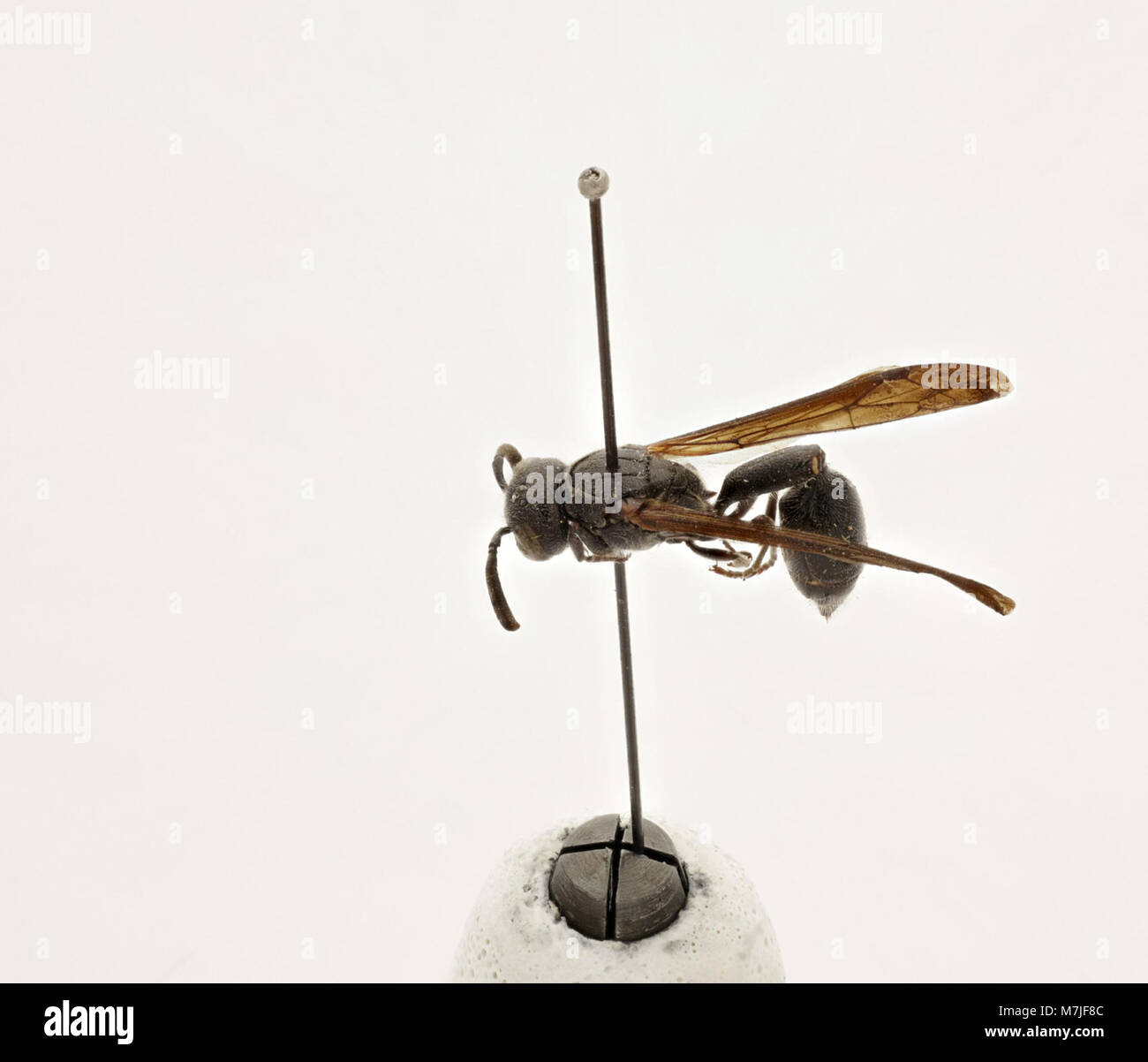A scientific image of the species Zethus indicus, part of the Zoosphere ...
