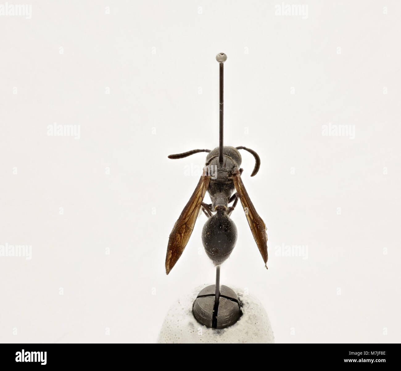 An image of Zethus indicus, a species of wasp from the family Vespidae ...