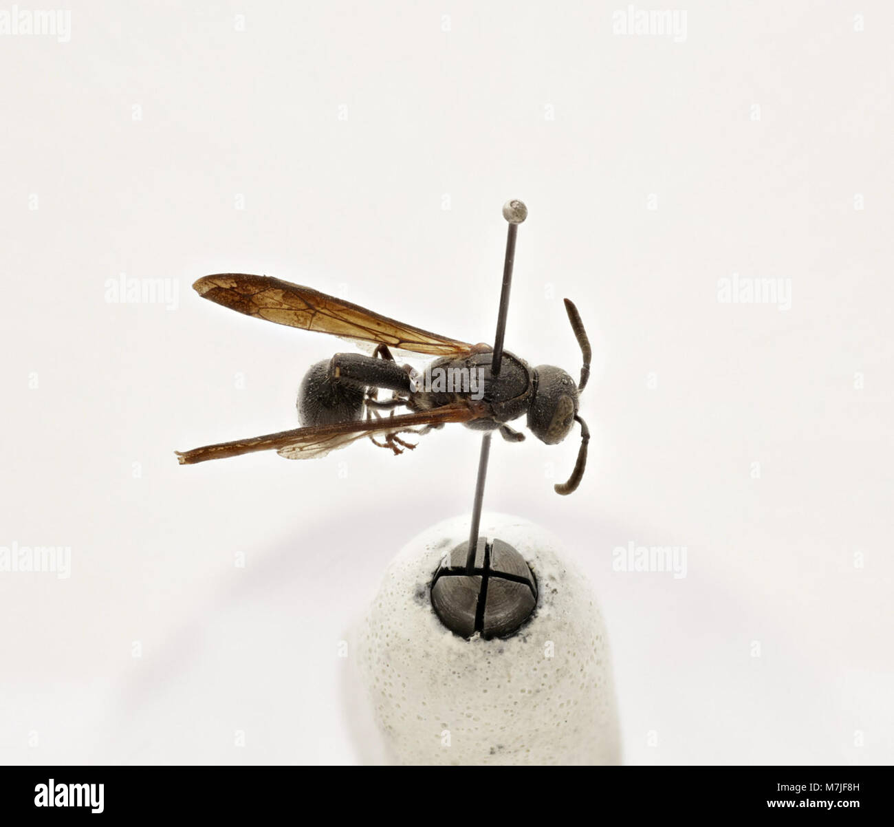 A scientific illustration of Zethus indicus, an insect species ...