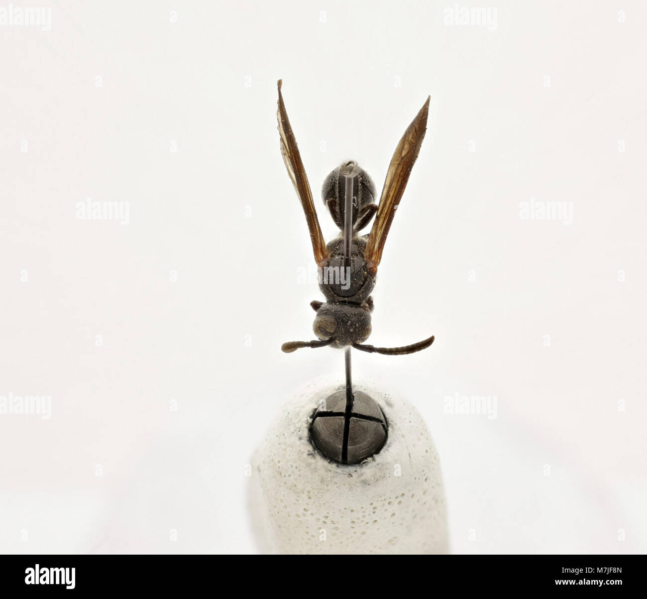 An image of Zethus indicus, a species of wasp from the Zoosphere ...