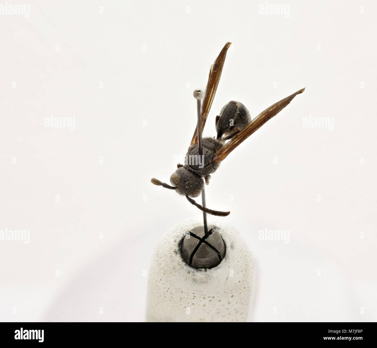 A representation of Zethus indicus, a species of wasp known for its ...