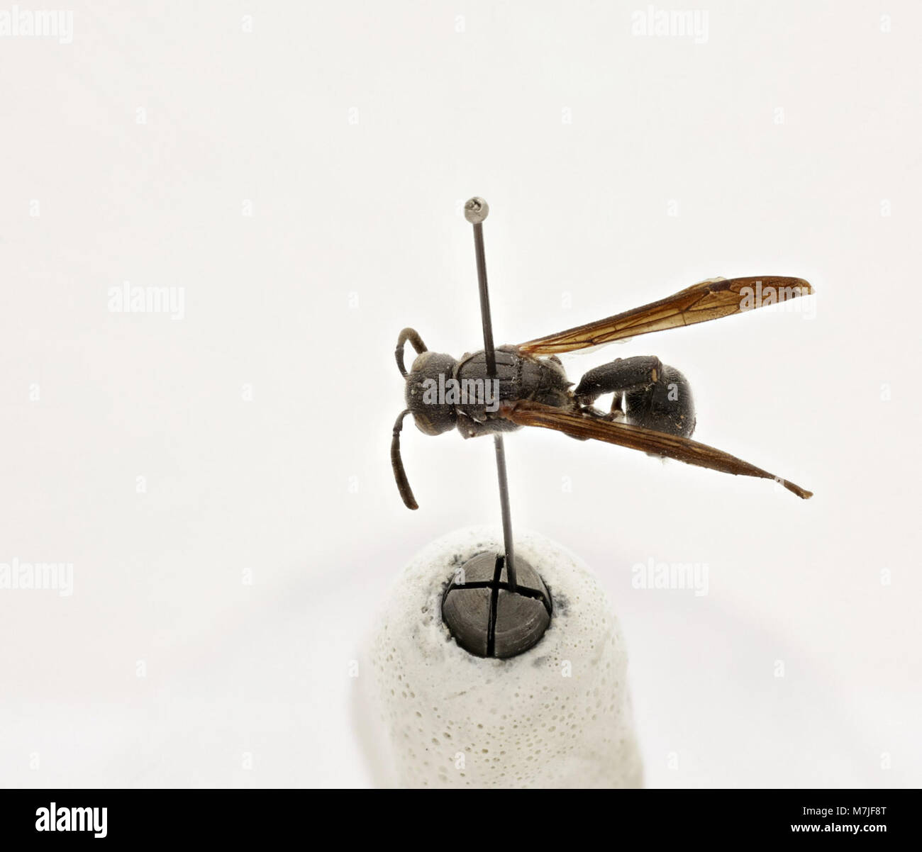 Zethus indicus is a species of wasp known for its role in natural ...