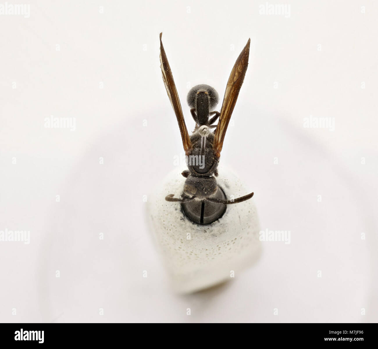 A detailed image of Zethus indicus, an insect species, shown for ...