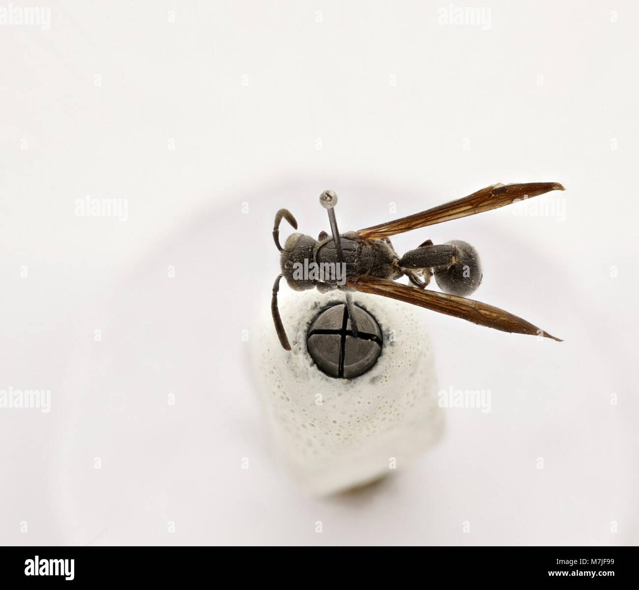 This image depicts Zethus indicus, a species of wasp, detailing its ...