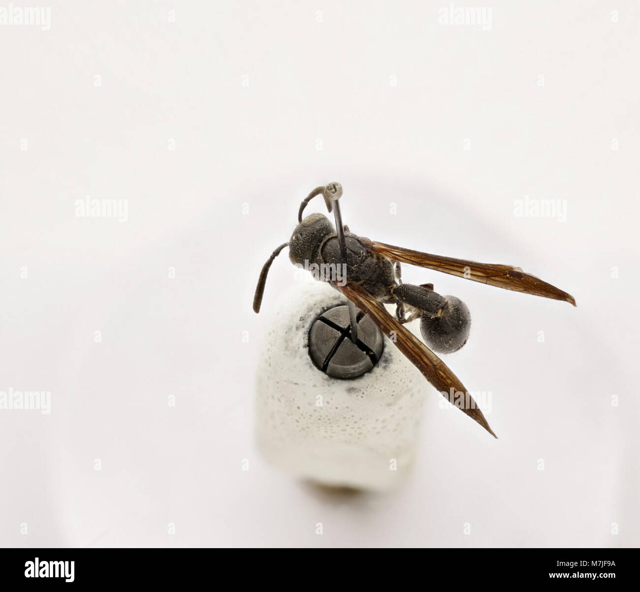 Zethus indicus, an insect species, is depicted in this image, providing ...