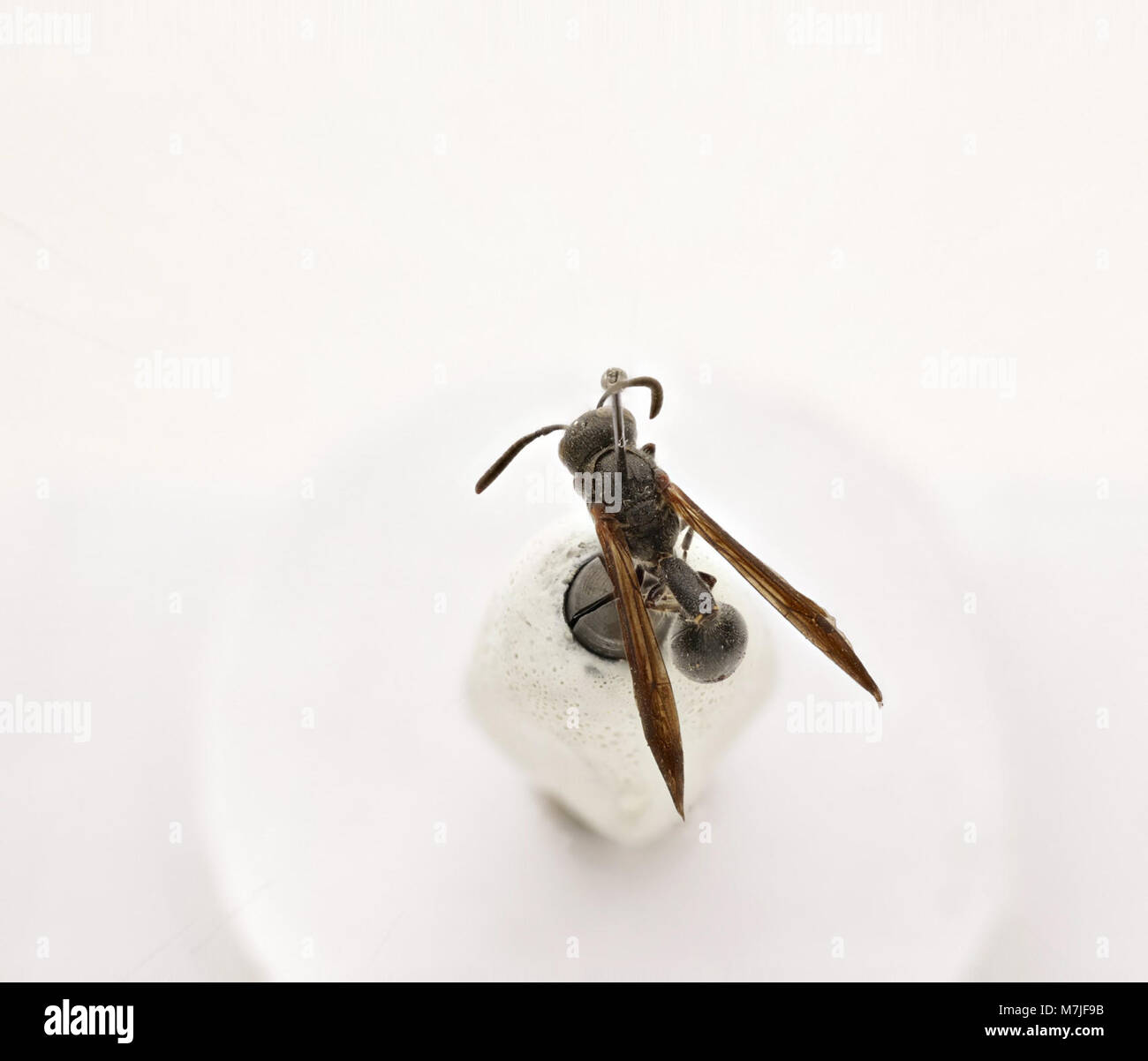 Zethus indicus, a species of wasp native to the Indian subcontinent, is ...