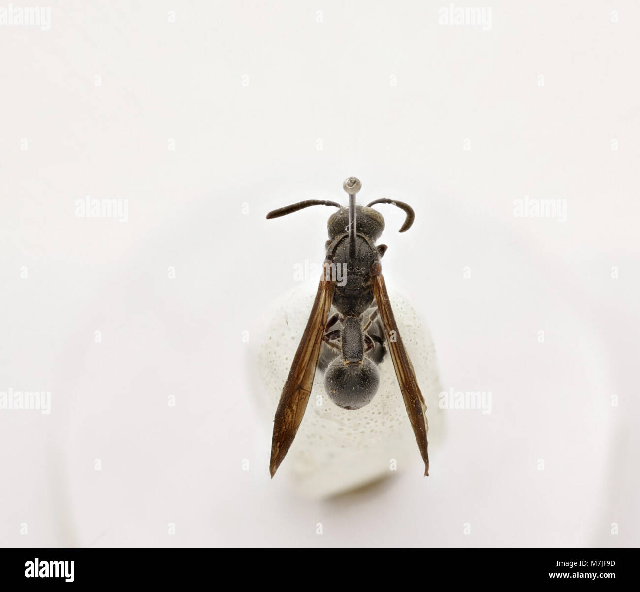An image of *Zethus indicus*, a species of wasp, capturing an important ...