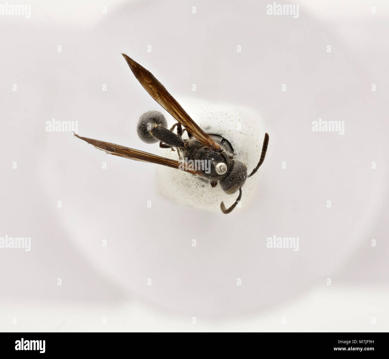 Zethus indicus, a species of wasp, part of the Zoosphere collection ...