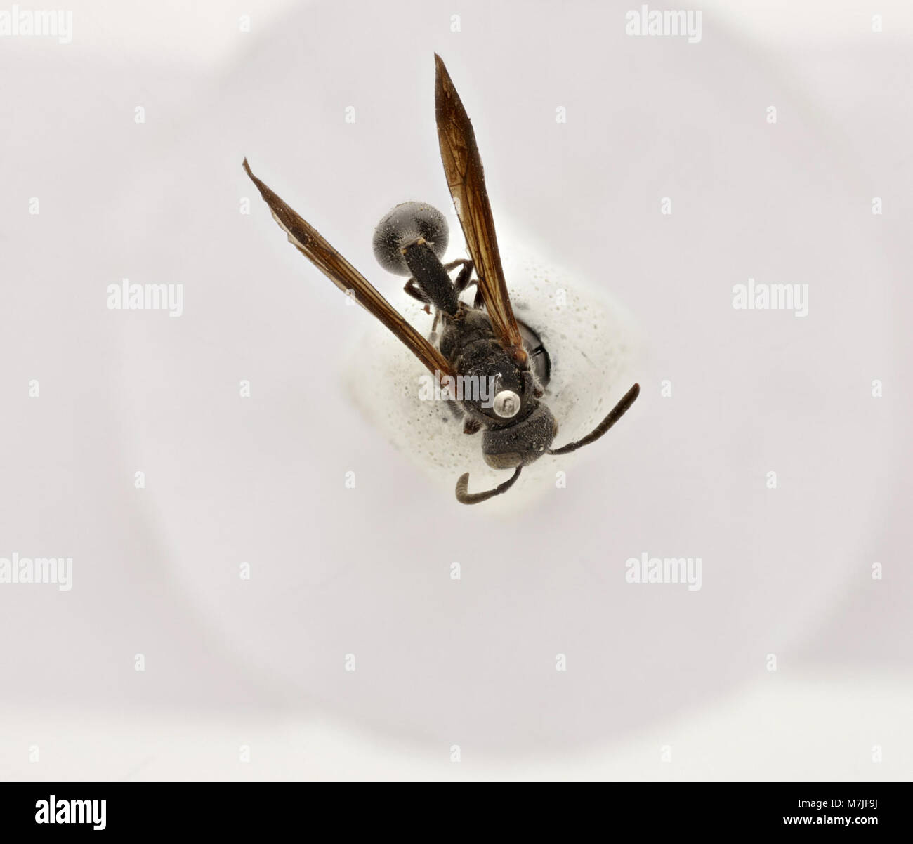 This image shows Zethus indicus, a species of wasp from the family ...