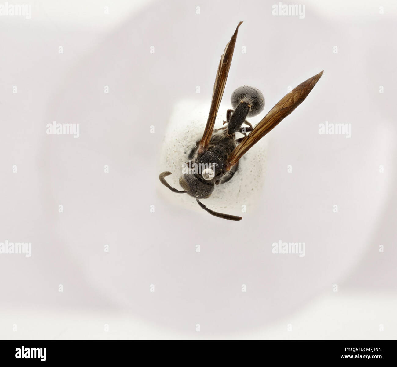 A detailed illustration of the species Zethus indicus, as seen in ...