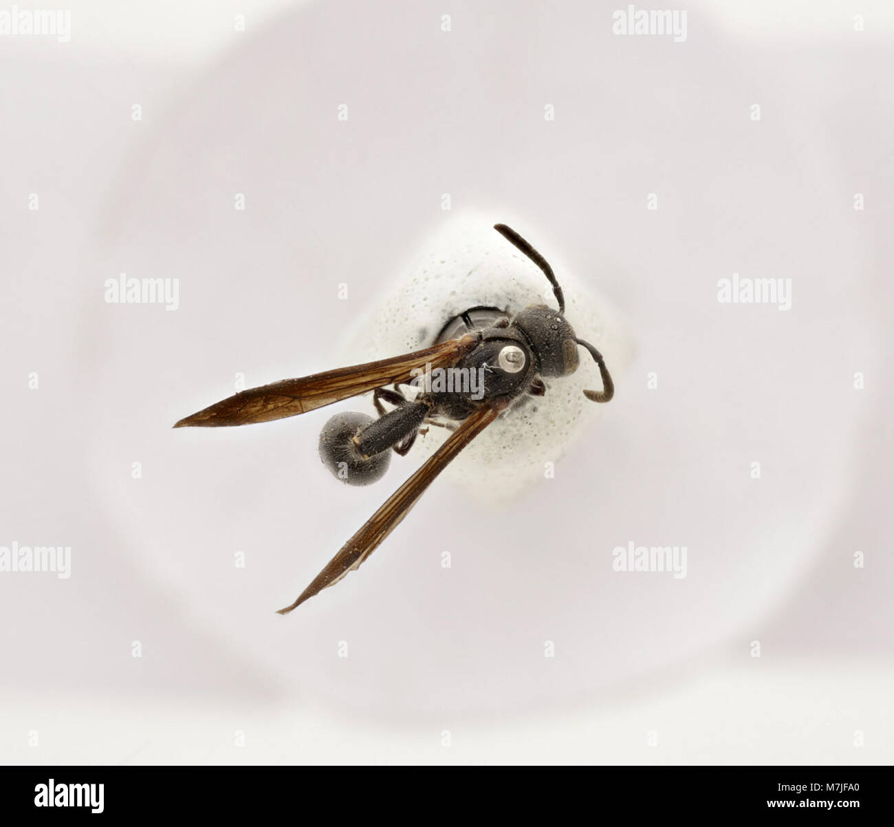 An image of Zethus indicus, a species in the Zoosphere collection. The ...