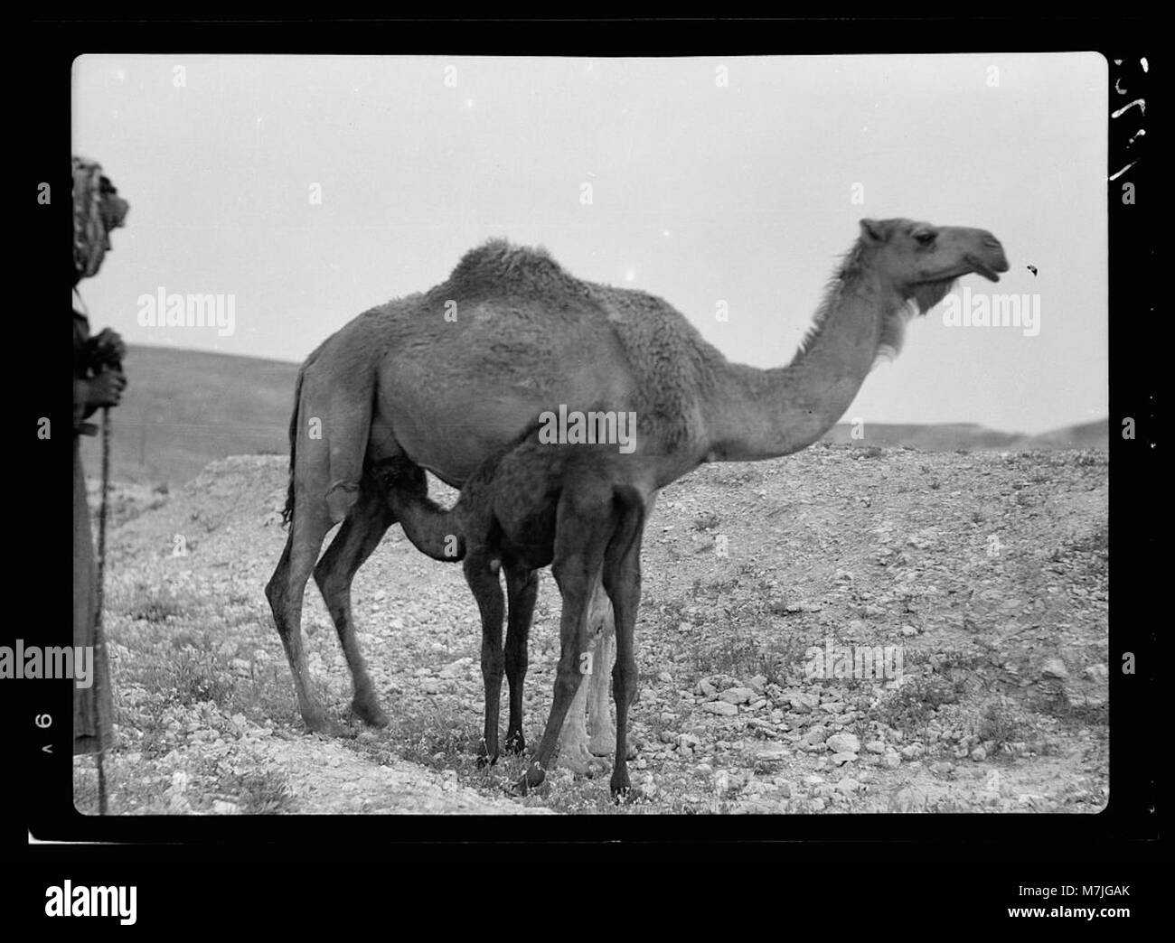A photograph capturing a baby camel nursing, illustrating maternal care ...