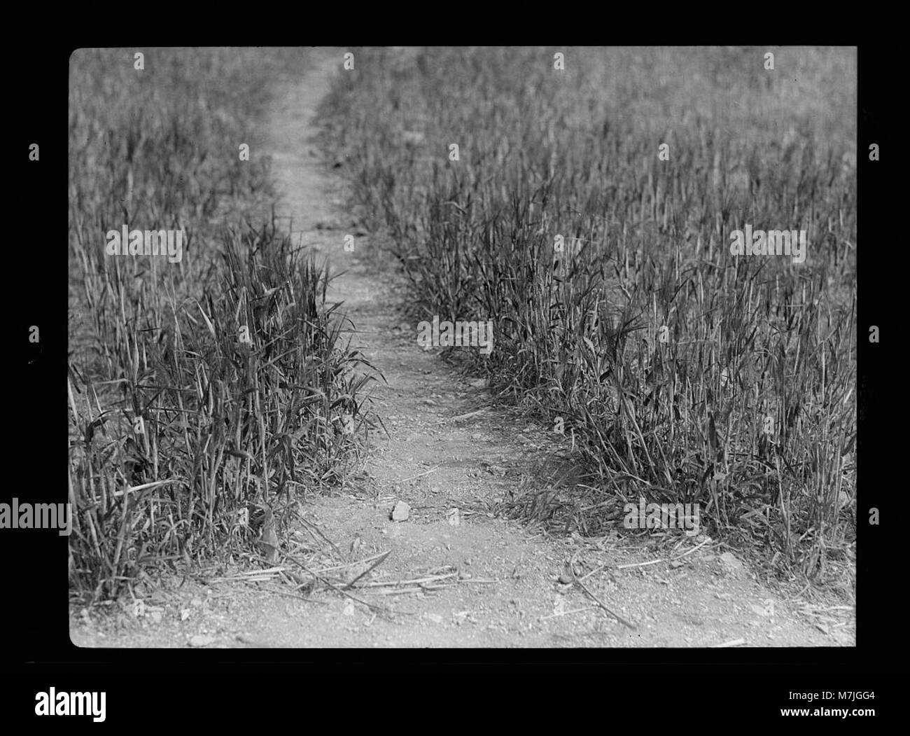 The image portrays Bethany, a historical location with significant ...