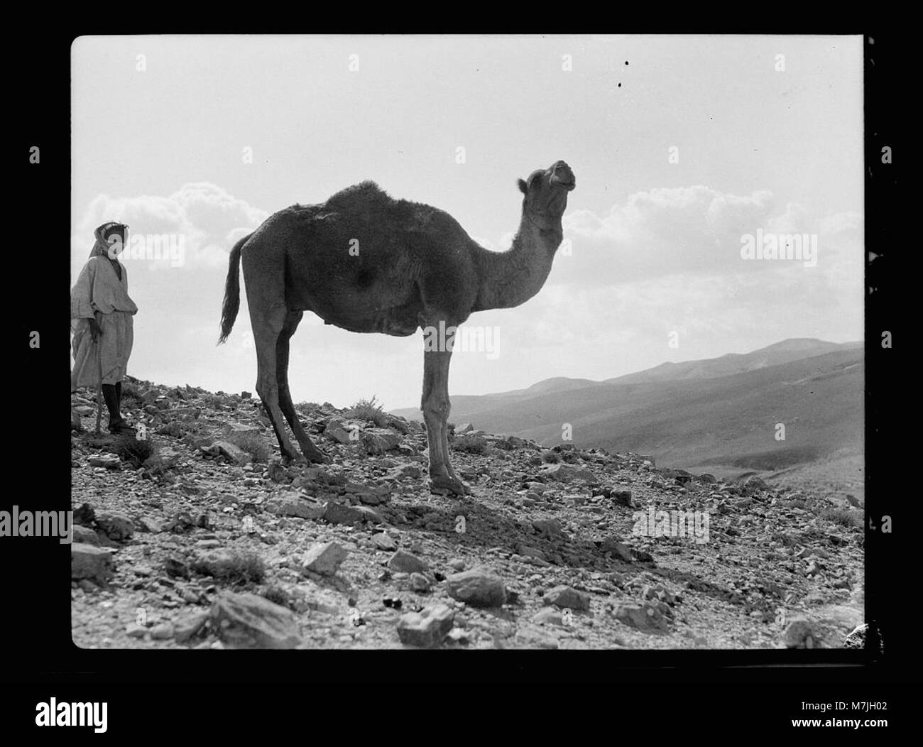 A historical photograph of a camel, showcasing the animal's ...