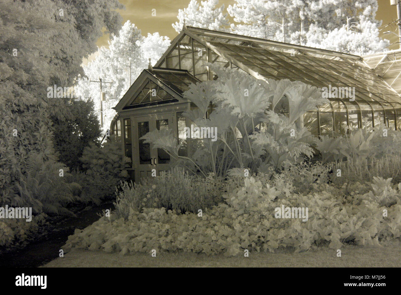 Infrared image of greenhouse at Volunteer Park, Seattle Stock Photo - Alamy
