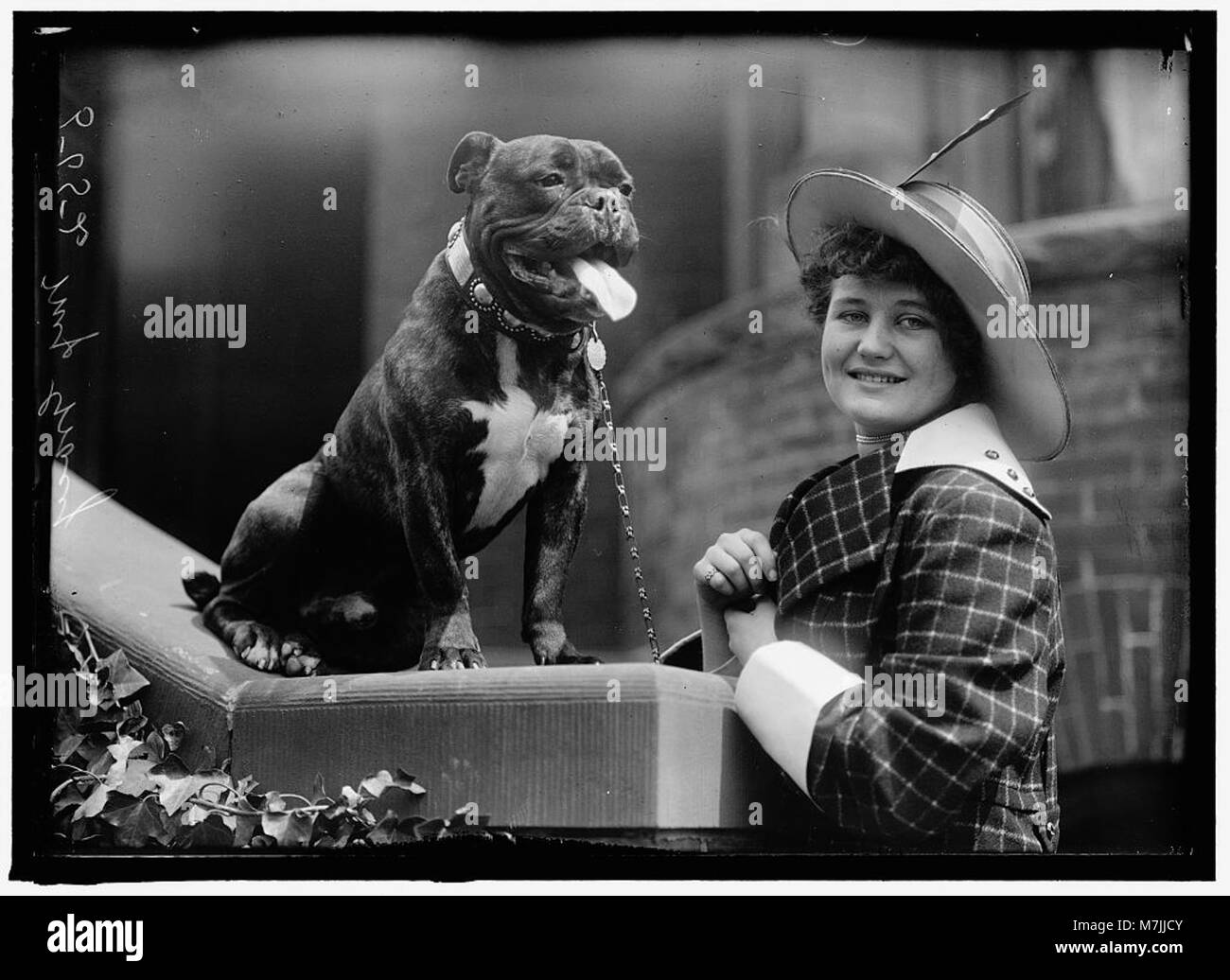 Gracie the dog hi-res stock photography and images - Alamy