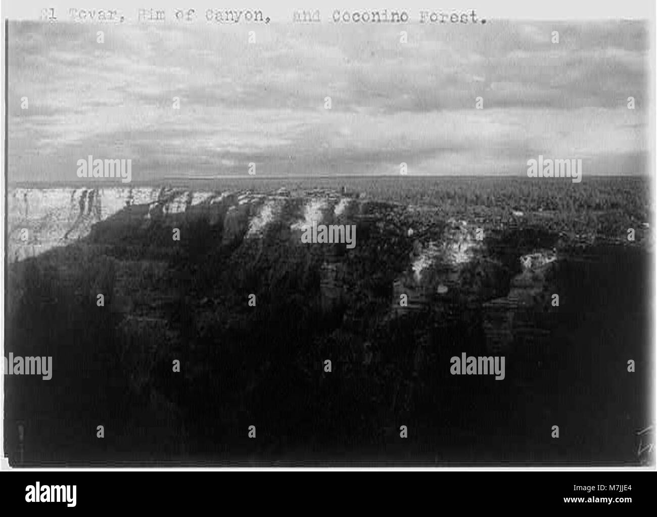 Coconino national forest forest Black and White Stock Photos & Images ...