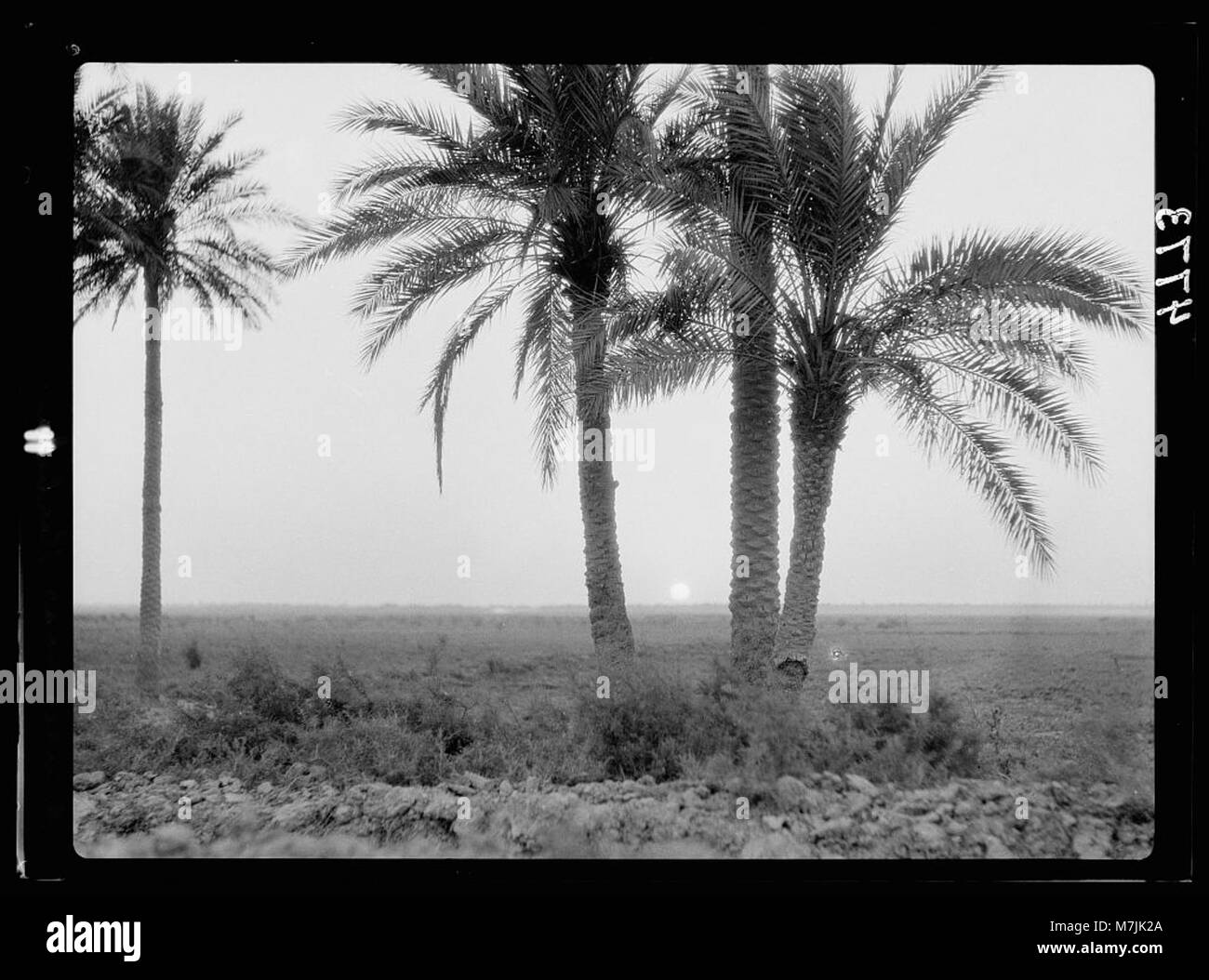 This photograph captures the sunset through the palms of Kerbela, the ...