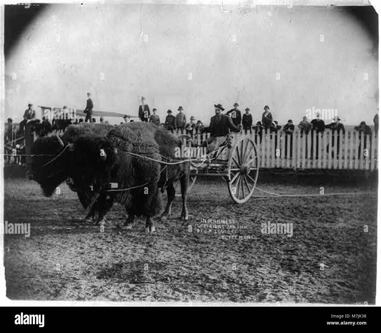 This image depicts a team of horses 'in harness,' typically used for ...