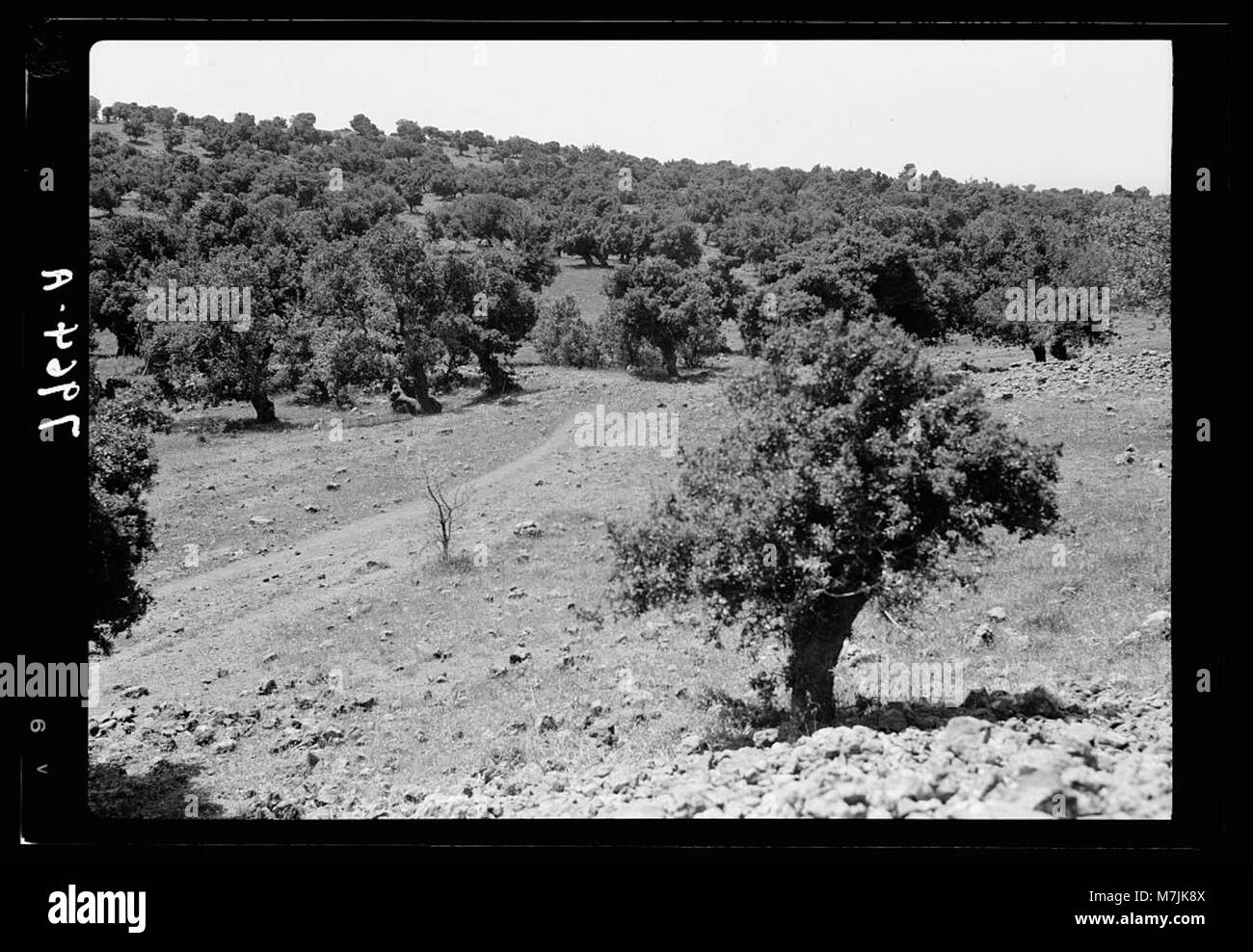 A scenic photograph of the oak forest at Jebel el-Druze & Hauran ...
