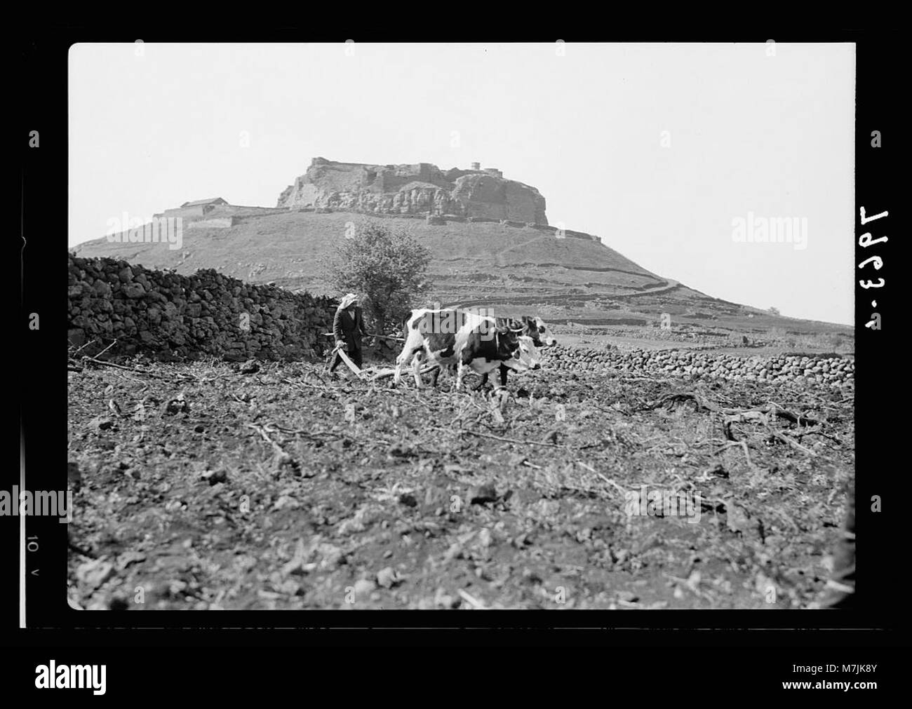 A photograph of a ploughman in the Hauran region, Syria, with Jebel el ...