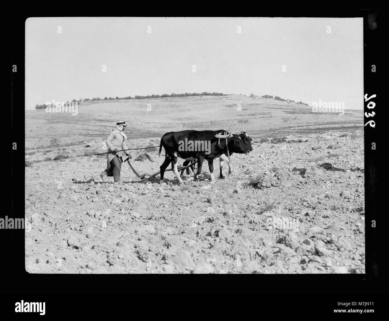 This image shows plowing near the ancient Gate of Samaria, a ...