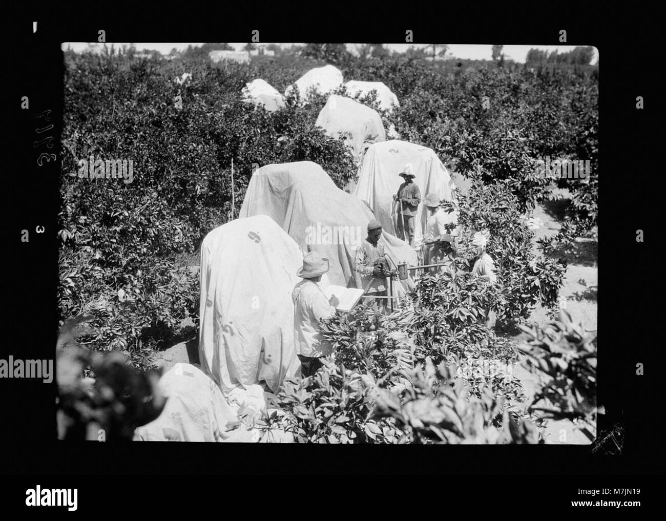 Jaffa orange groves hi-res stock photography and images - Alamy